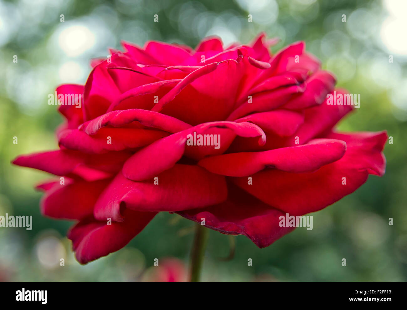Blooming roses in the garden Stock Photo - Alamy