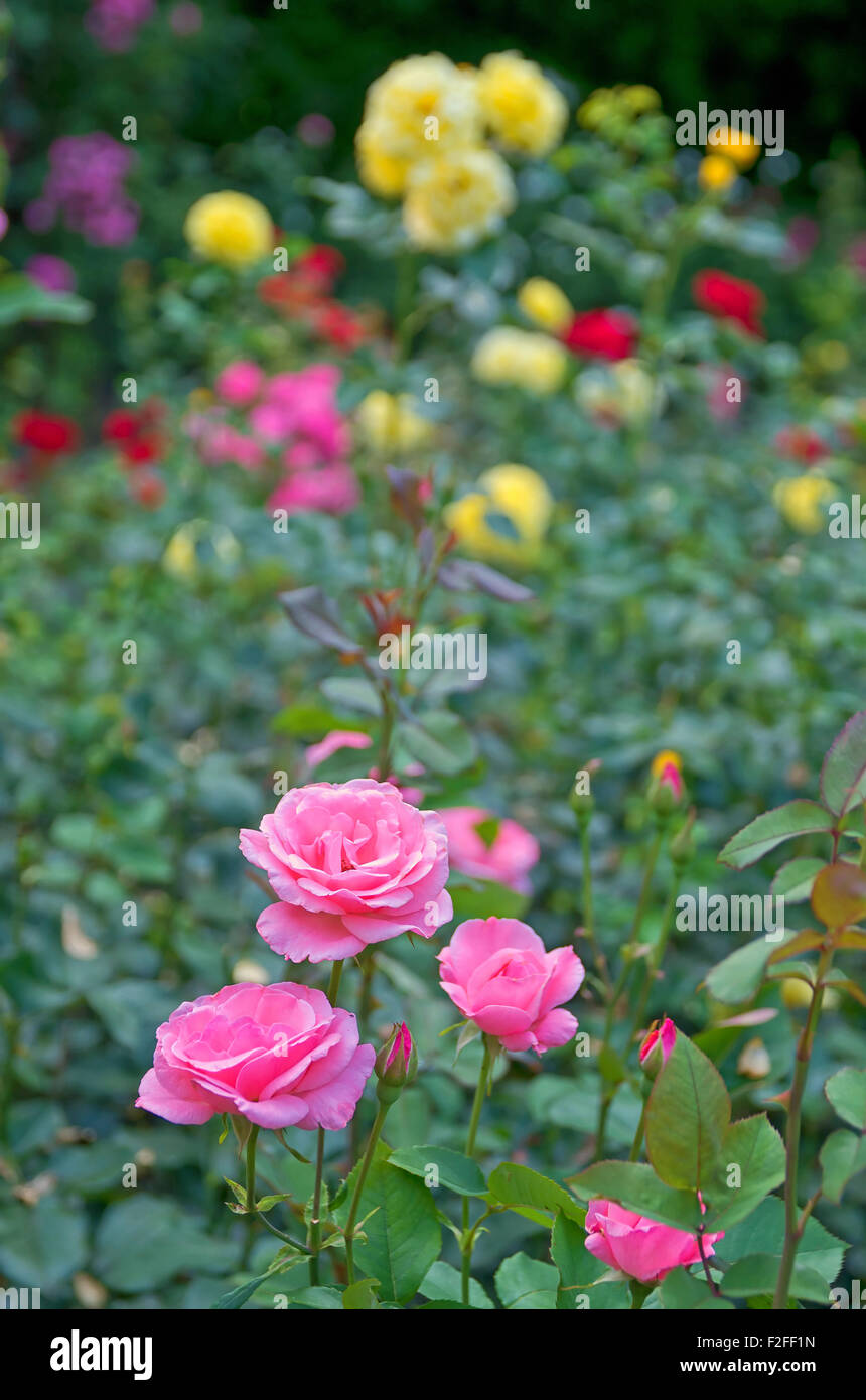 Colorful roses in the garden Stock Photo - Alamy
