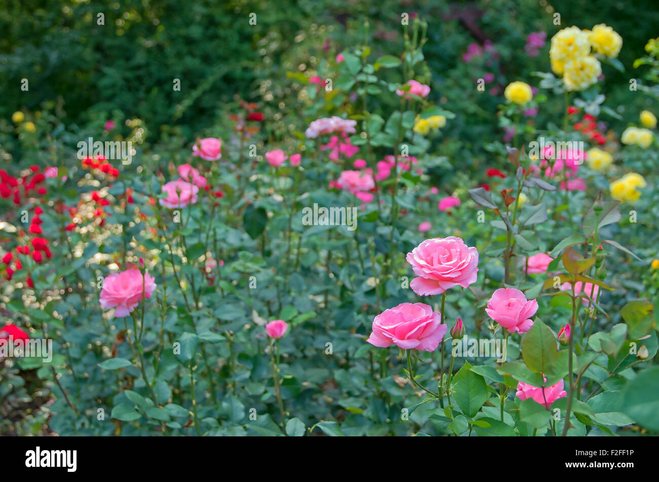Colorful roses in the garden Stock Photo - Alamy