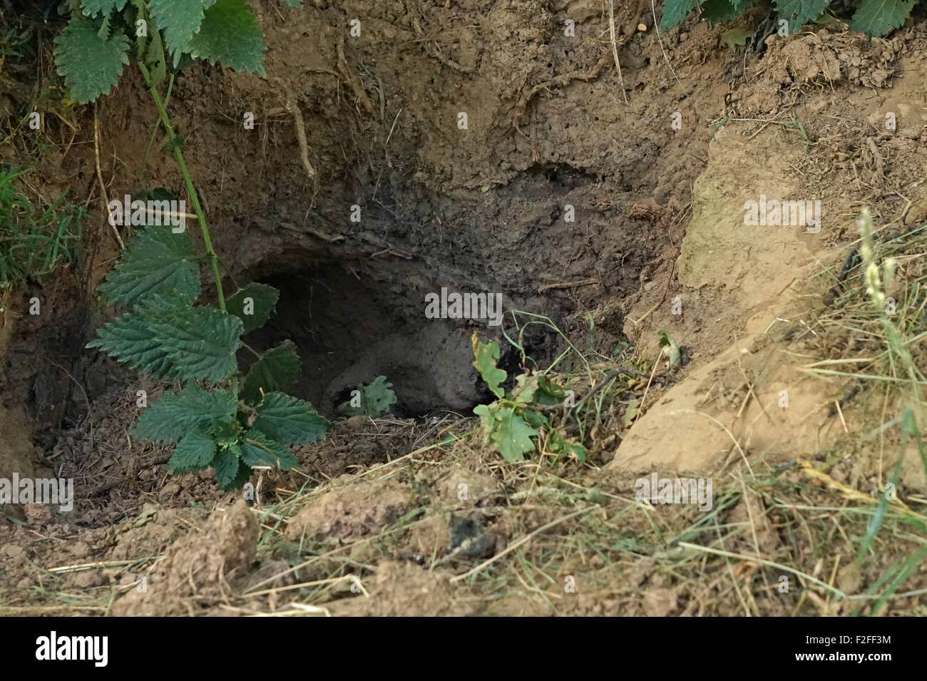 A badger sett, Peak District, UK Stock Photo - Alamy
