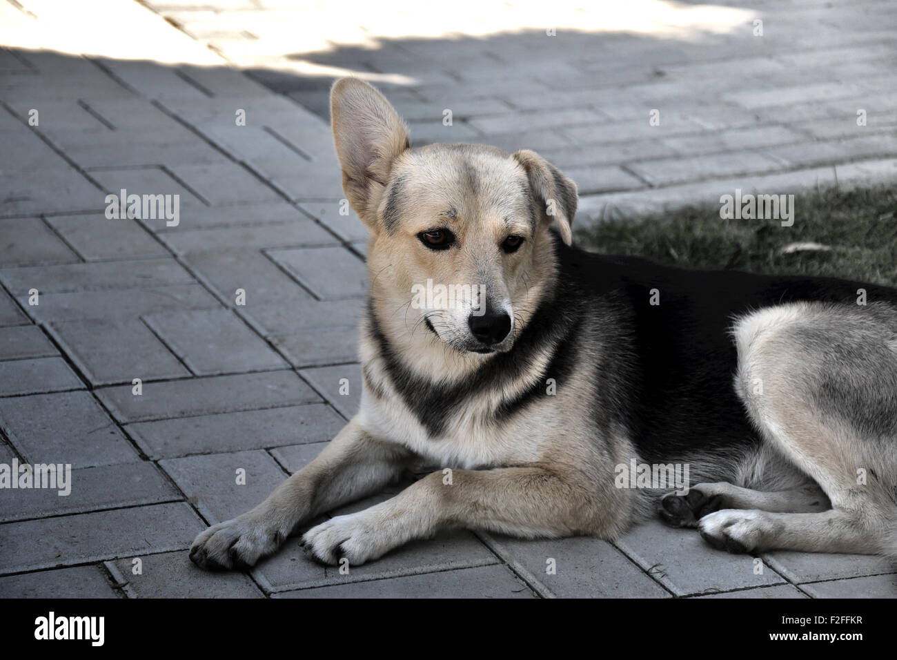 Puppy on pavement hi-res stock photography and images - Alamy