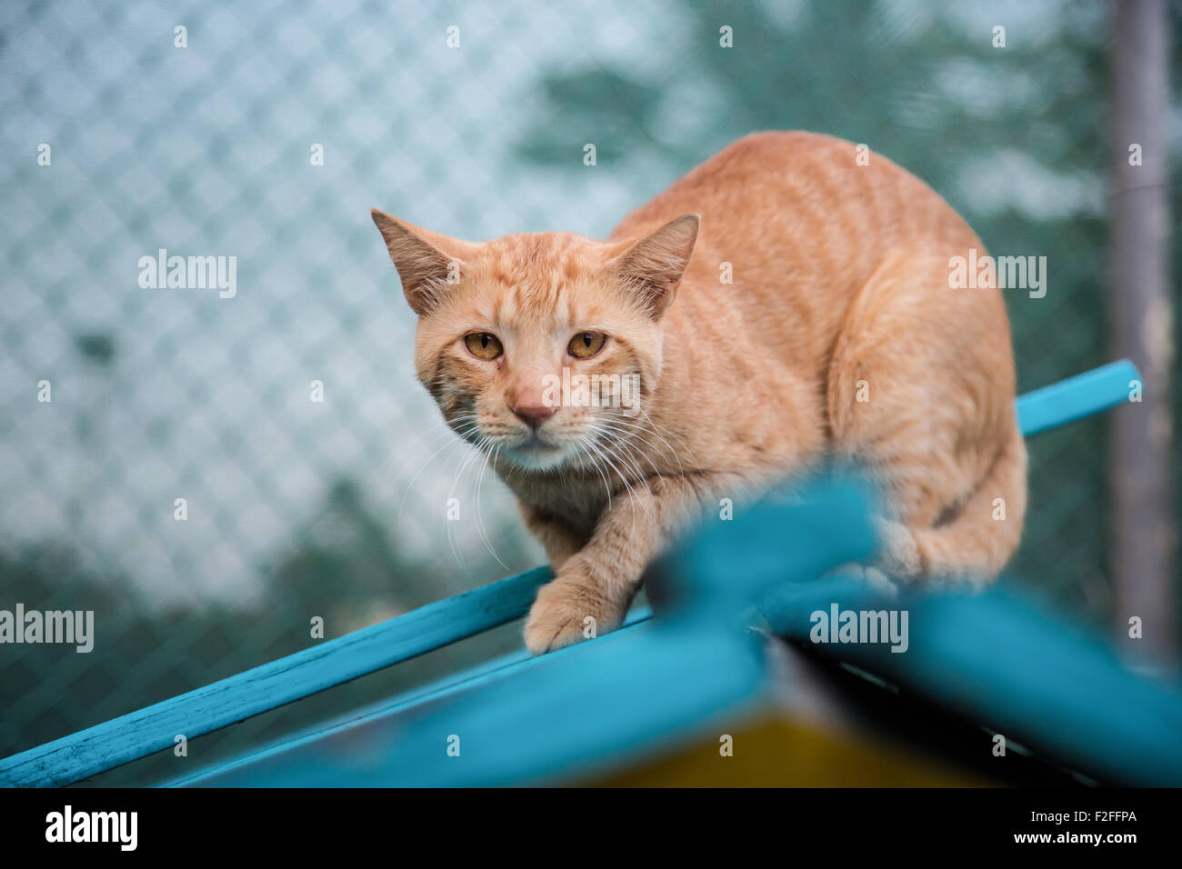 An orange feral tabby cat waits to be fed Stock Photo - Alamy