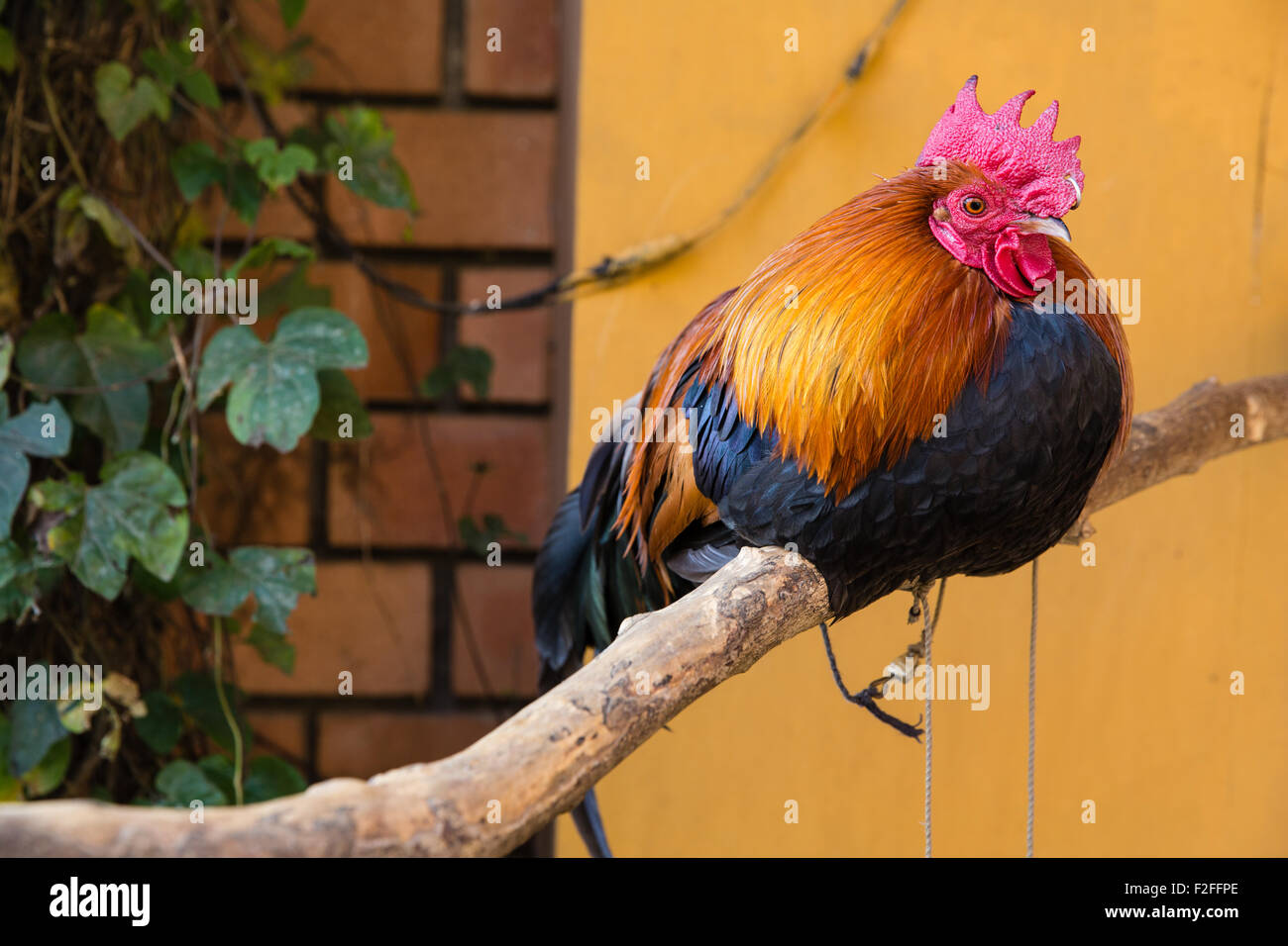 A fat rooster waits around in Sapa, Vietnam Stock Photo - Alamy
