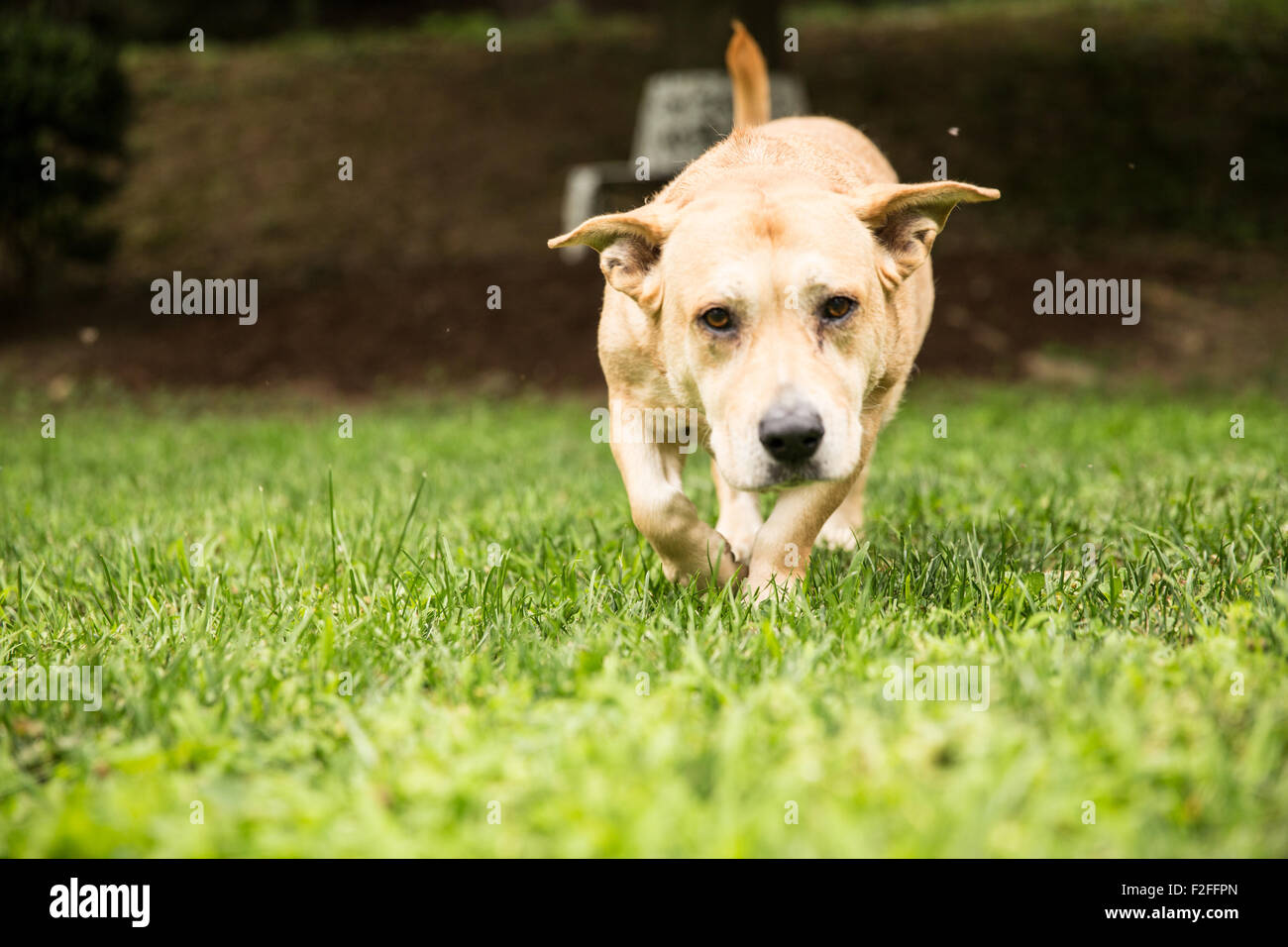 Mini Labrador comes running Stock Photo - Alamy