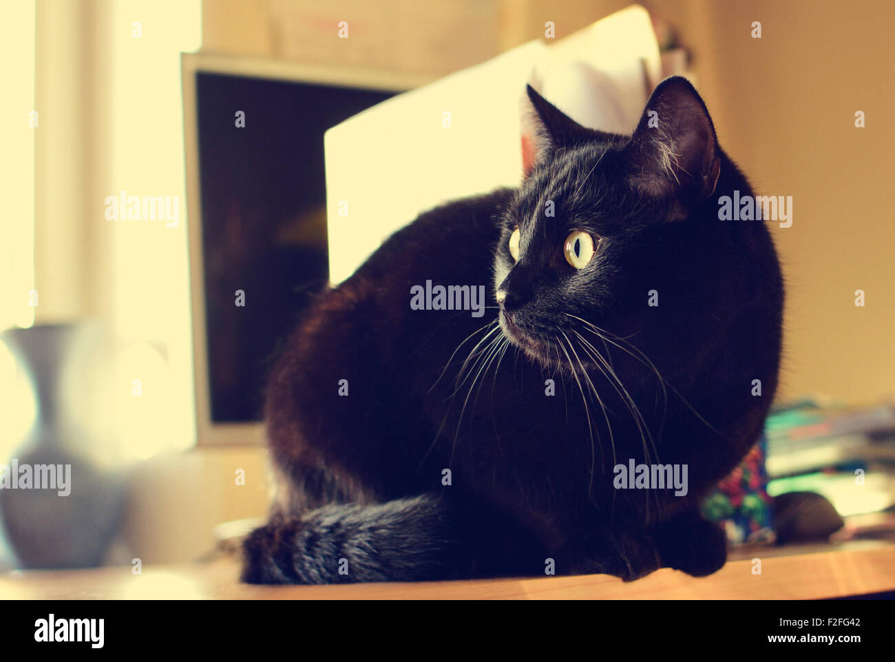 Black cat and computer monitor on the desk Stock Photo - Alamy
