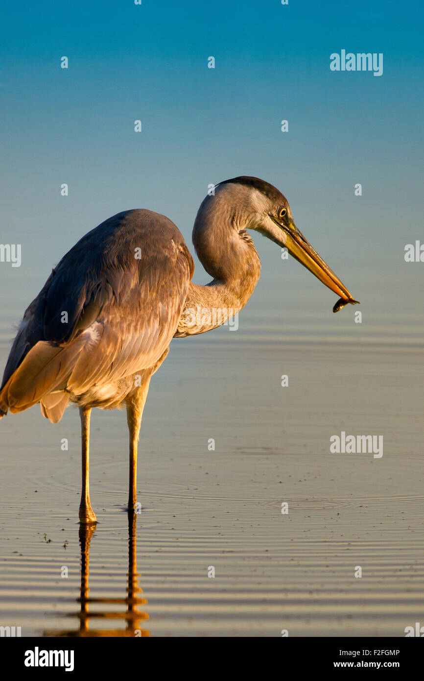 Long fish hi-res stock photography and images - Alamy