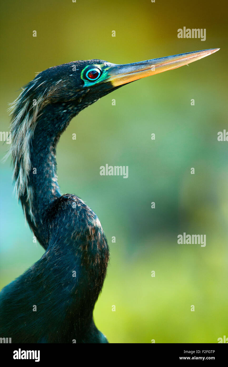 Close-up of a male Anhinga (Anhinga anhinga), Shark Valley, Everglades ...