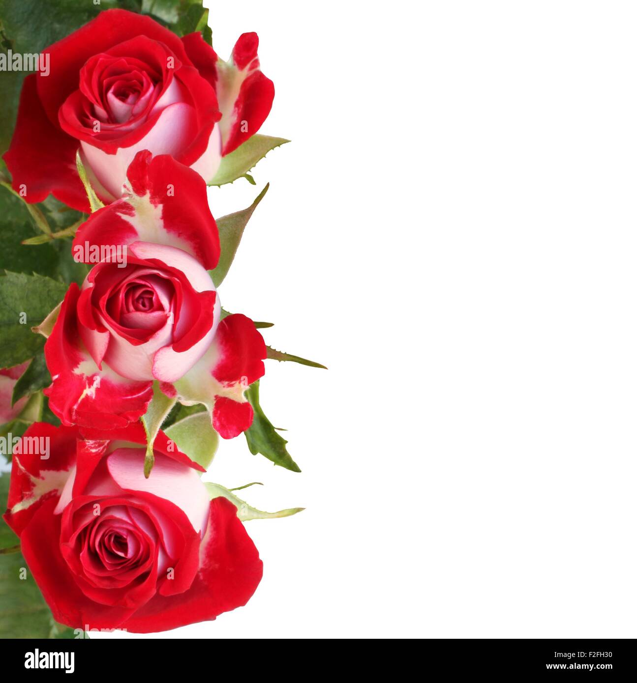 Bouquet of small red roses isolated on white background Stock Photo - Alamy