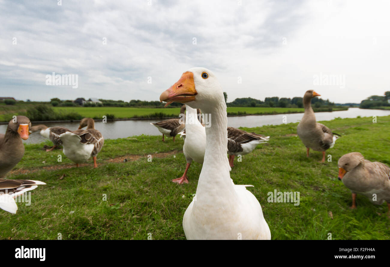 Group of geese hi-res stock photography and images - Alamy