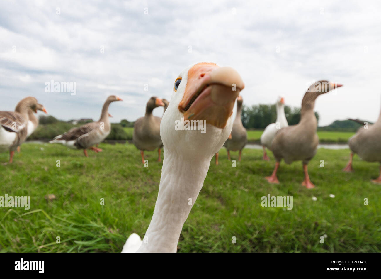 Geese searching food hi-res stock photography and images - Alamy