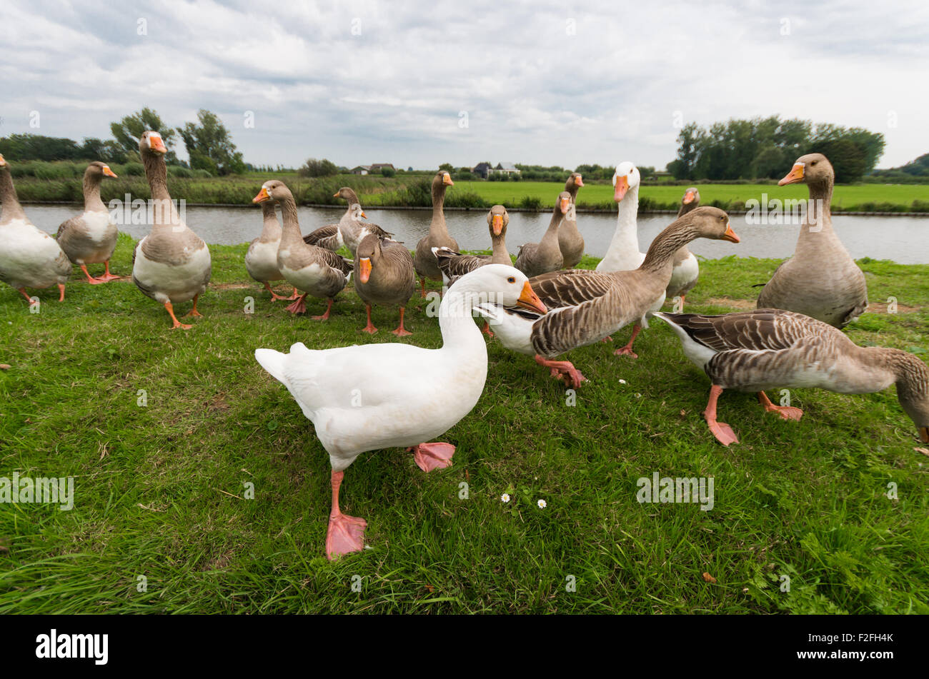 Curious geese hi-res stock photography and images - Alamy