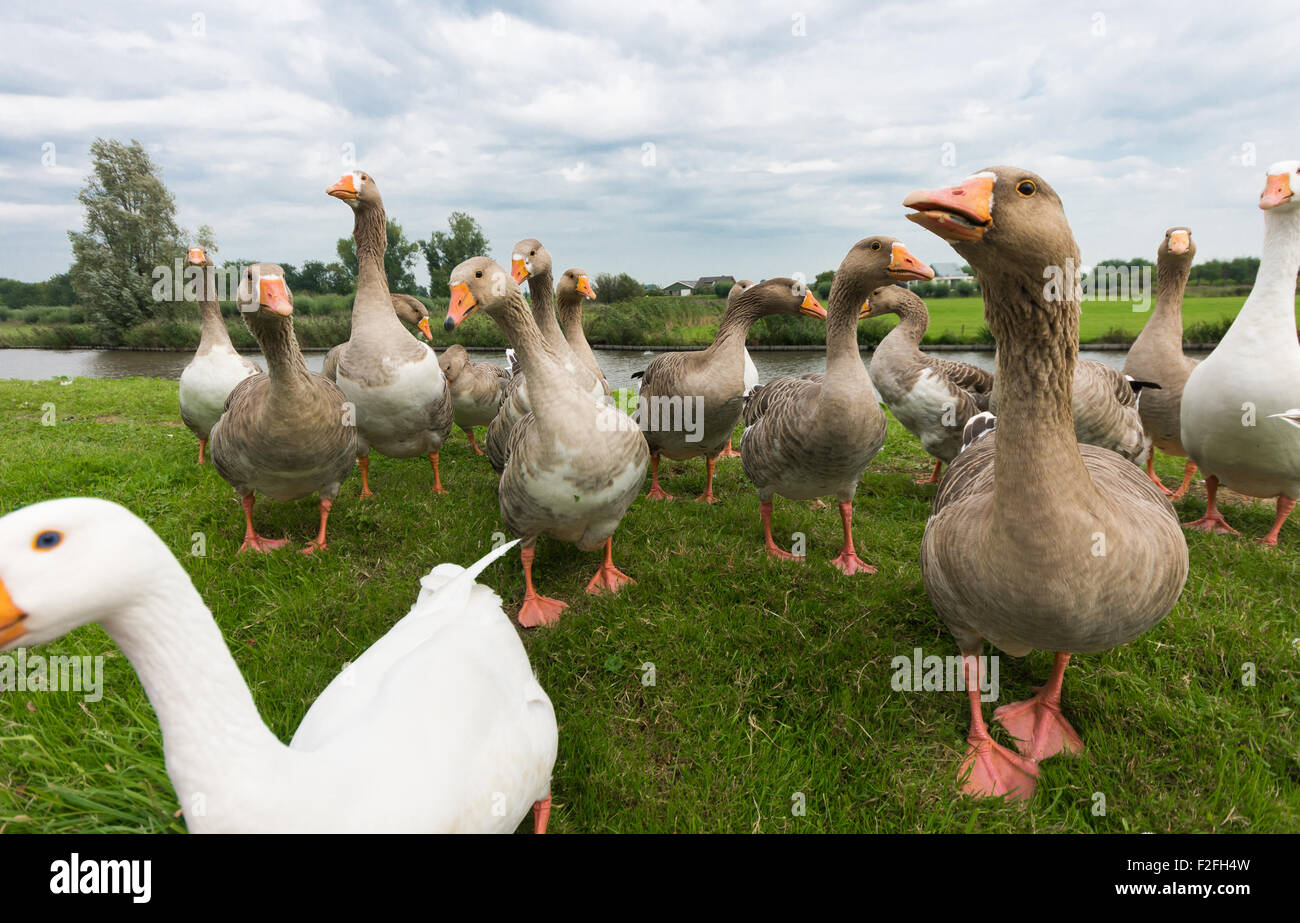 group of geese begging for food Stock Photo - Alamy