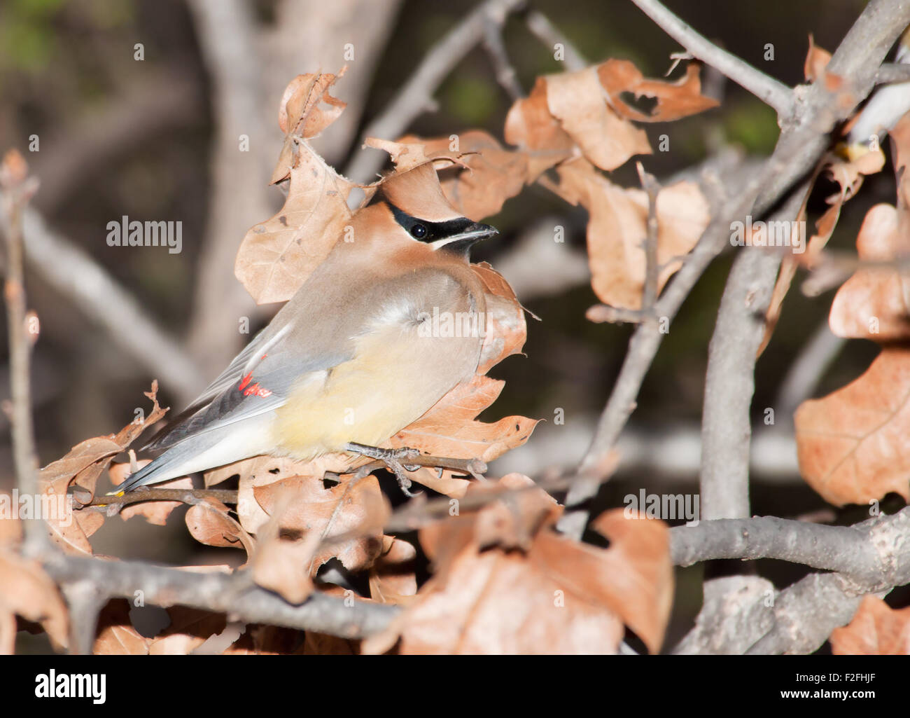 Waxwing bird oak hi-res stock photography and images - Alamy