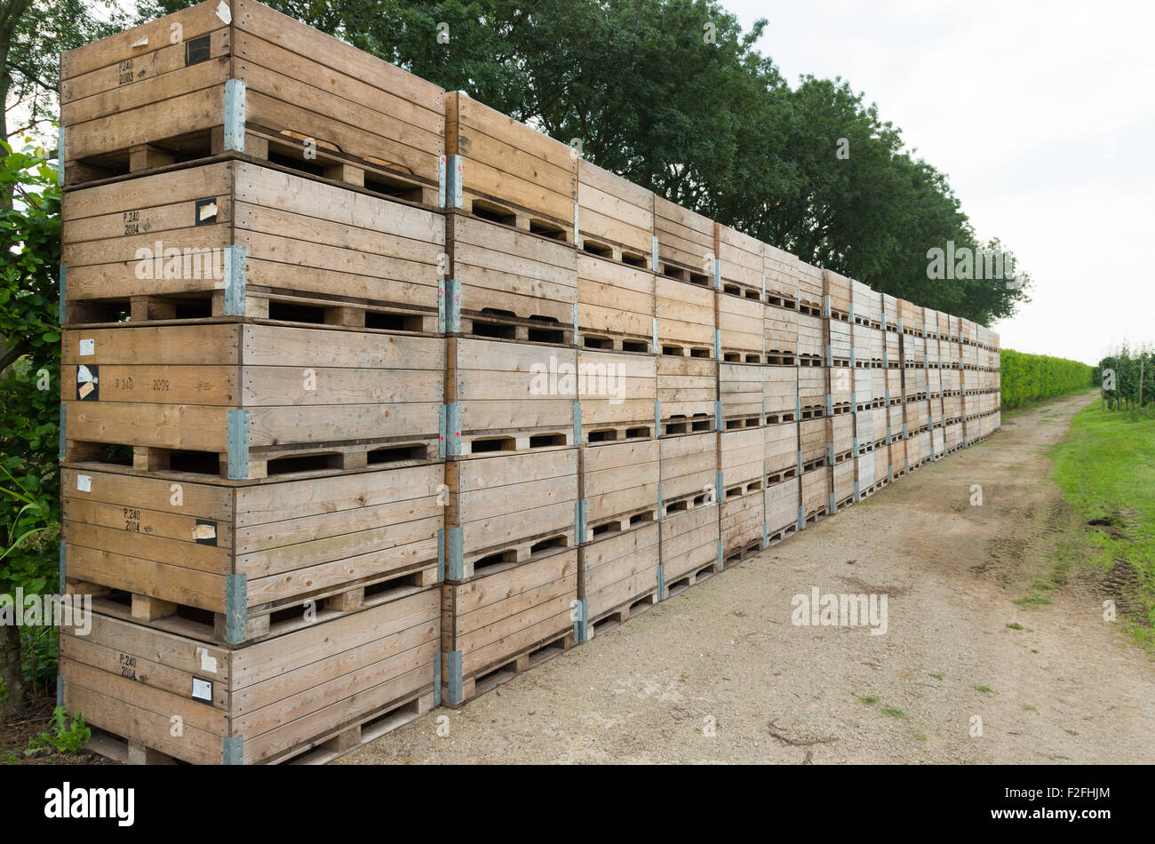 empty crates for the apple and pear harvest in the betuwe, netherlands ...