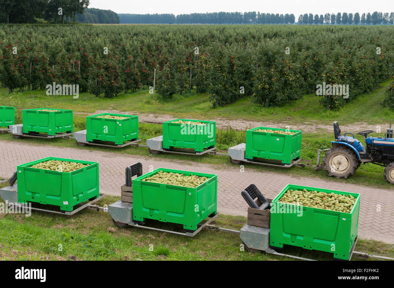 Harvesting pear hi-res stock photography and images - Alamy