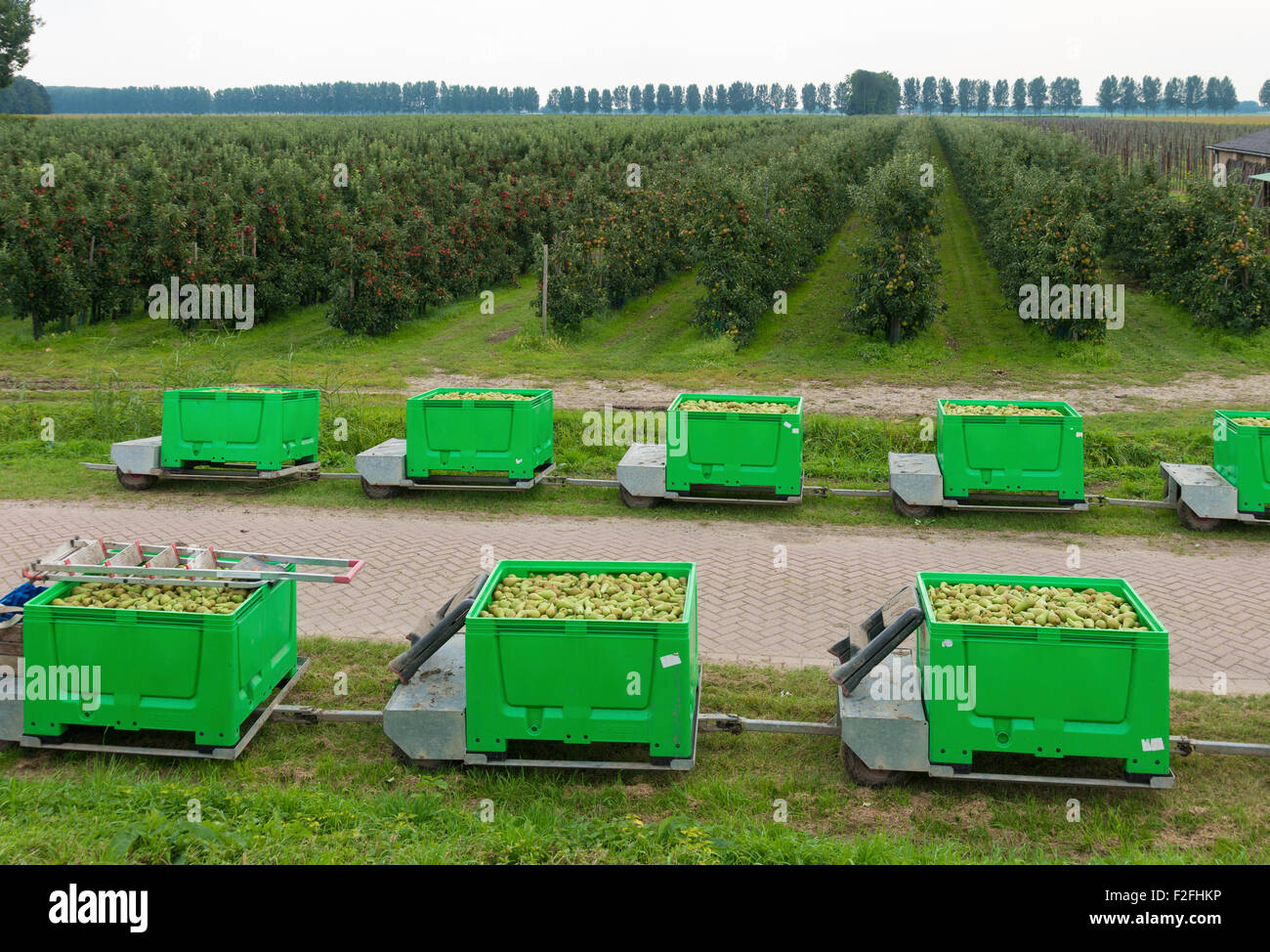 Harvesting pear hi-res stock photography and images - Alamy