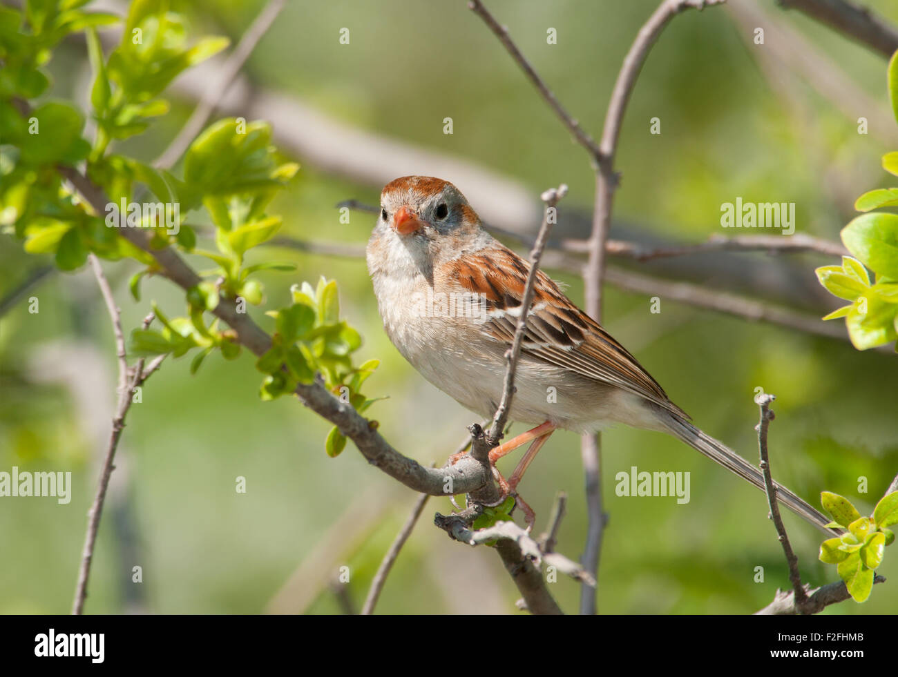 Field Sparrow High Resolution Stock Photography and Images - Alamy