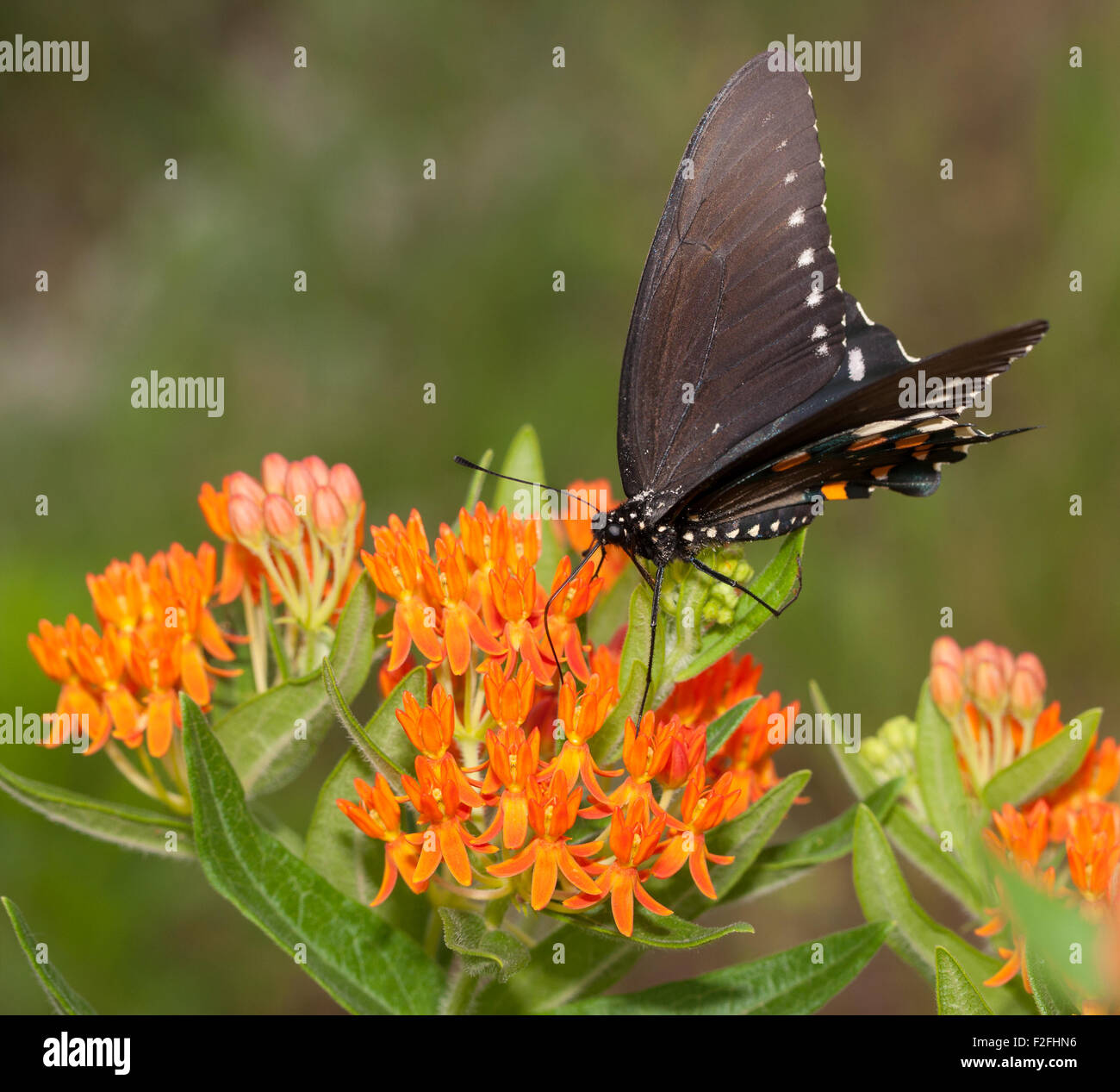 Green Swallowtail butterfly feeding on a bright orange Butterflyweed ...
