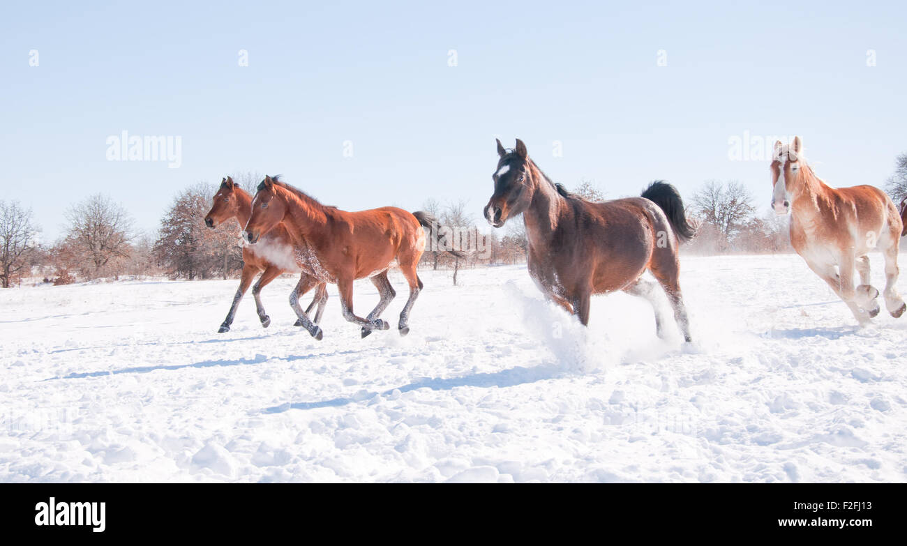 Horses galloping wide open down hill in a snowy winter pasture Stock ...