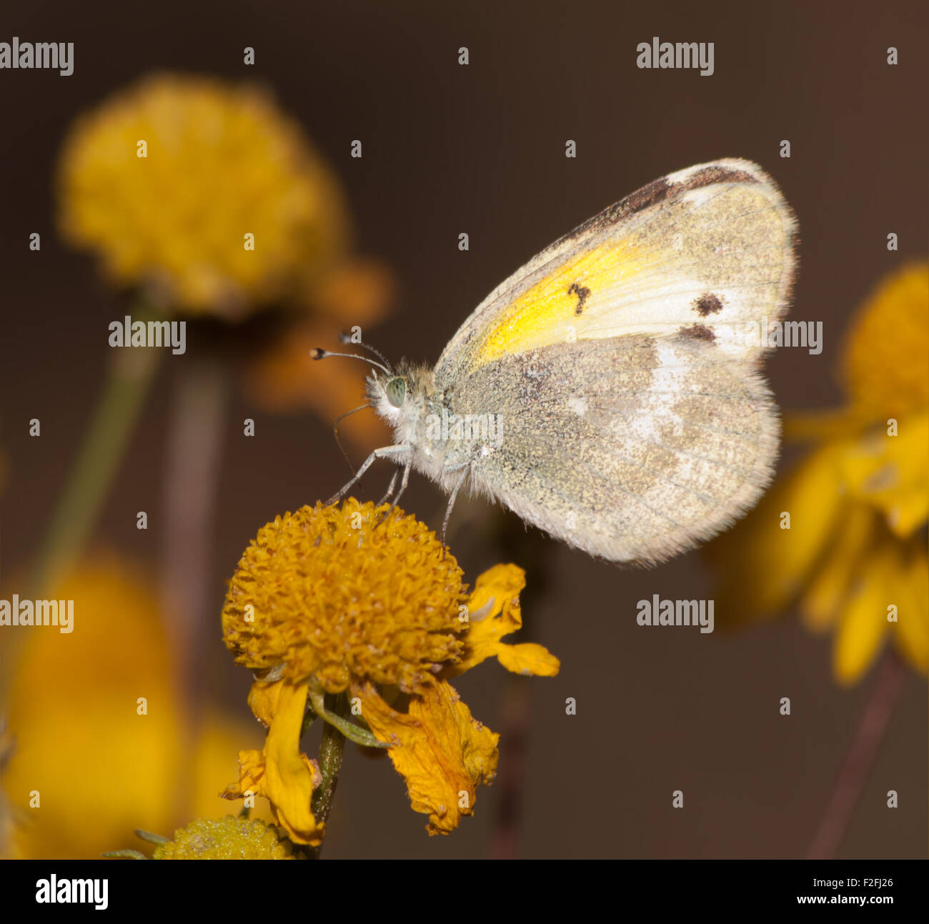 Little butterfly hi-res stock photography and images - Alamy