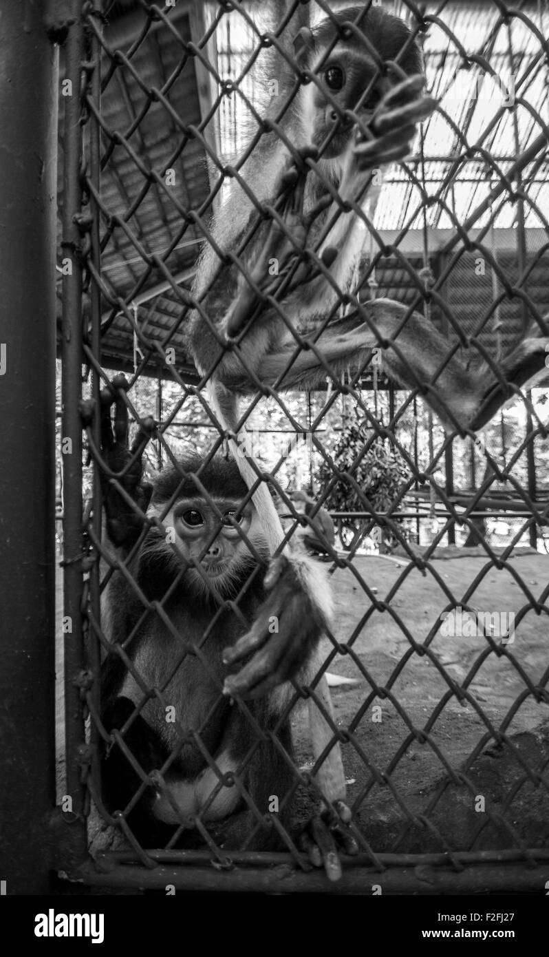 Monkeys cage zoo hi-res stock photography and images - Alamy