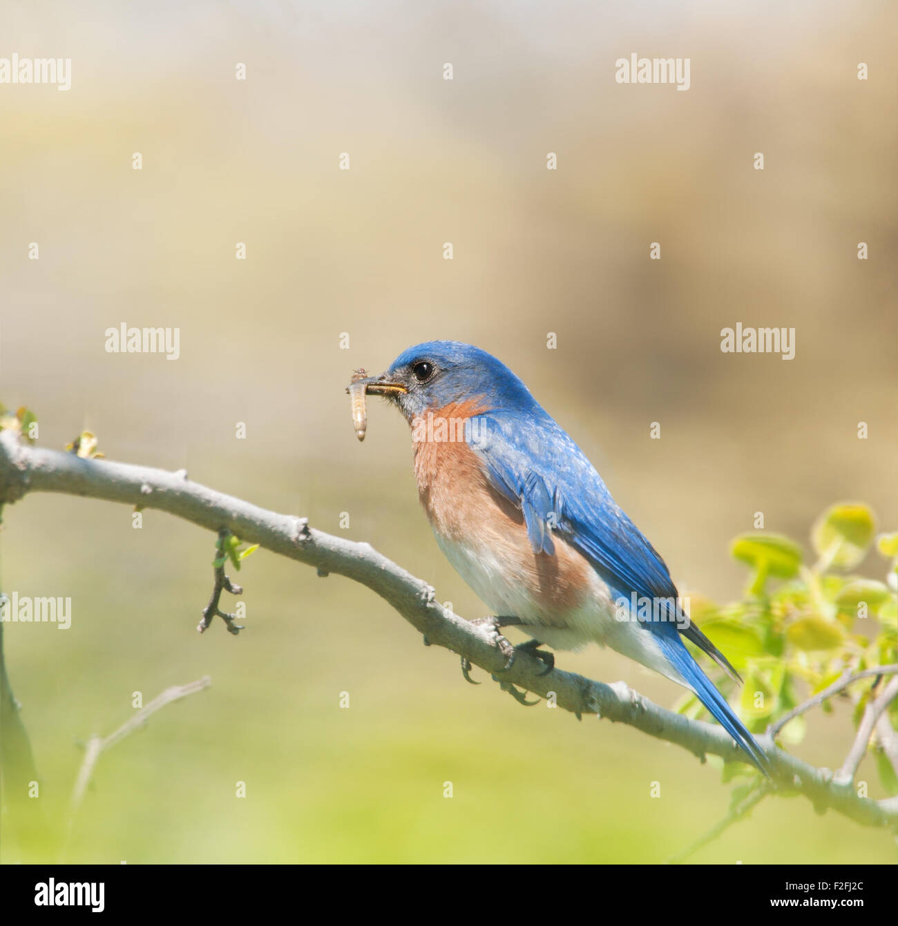 Male Eastern Bluebird carrying insects to feed his brood Stock Photo ...