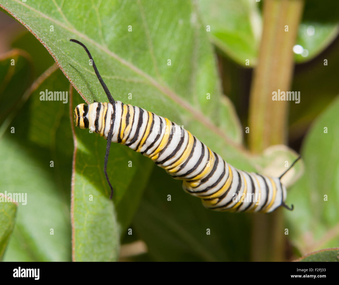 Monarch caterpillar feeding on a Milkweed leaf Stock Photo - Alamy