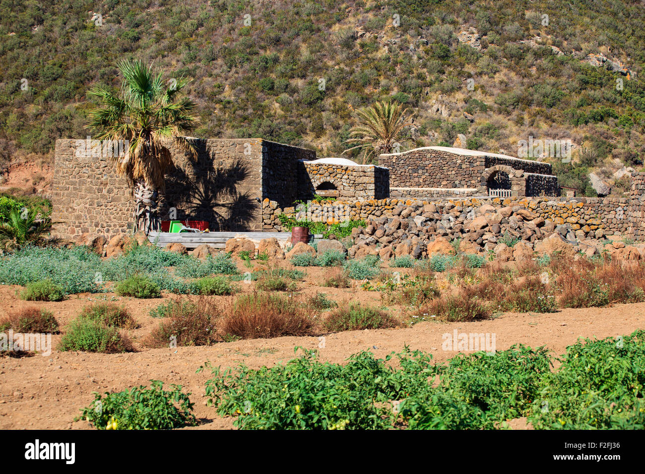 View of zibibbo Plantation in Pantelleria Stock Photo - Alamy