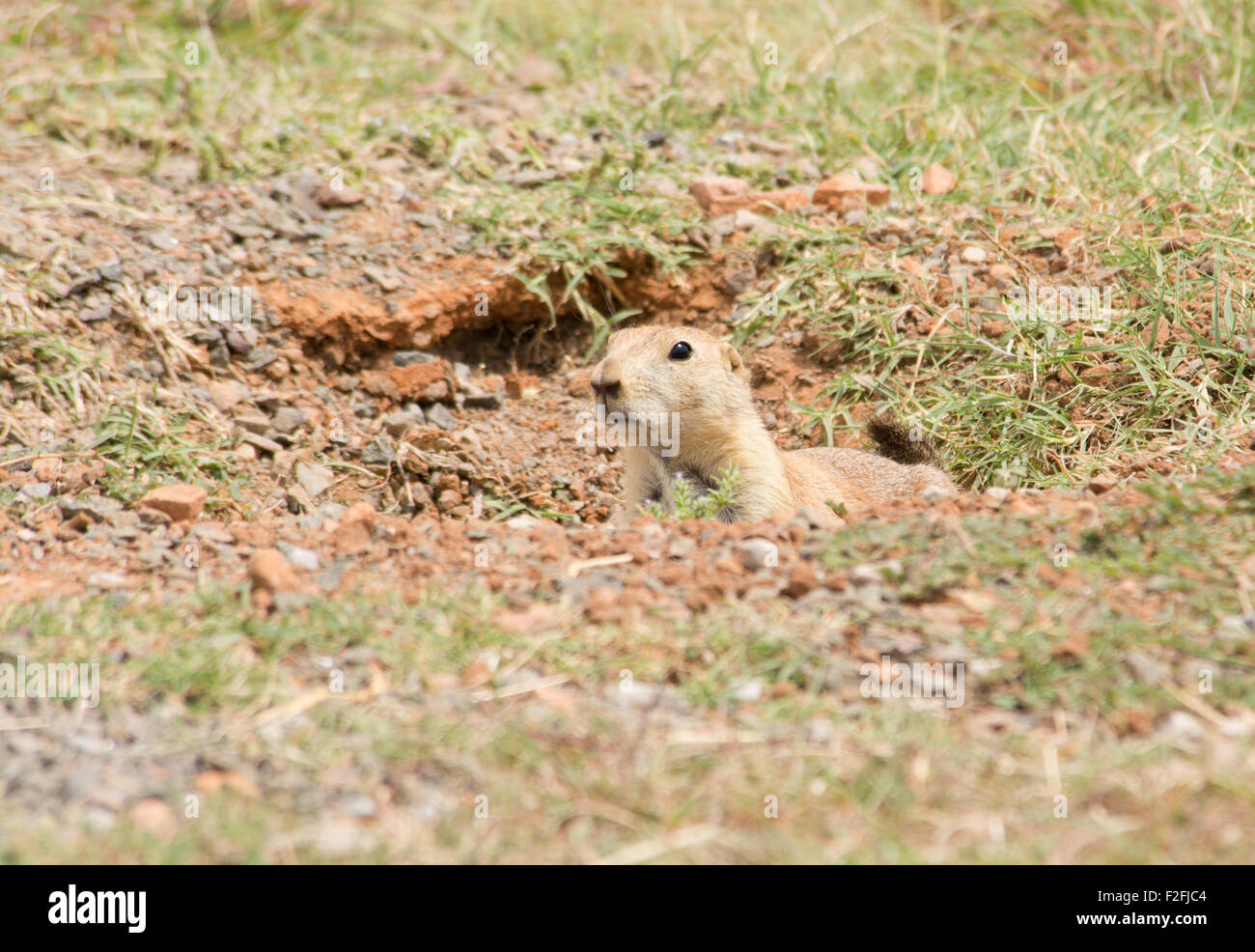 Black-tailed Prairie Dog peeking out from his burrow entrance Stock ...