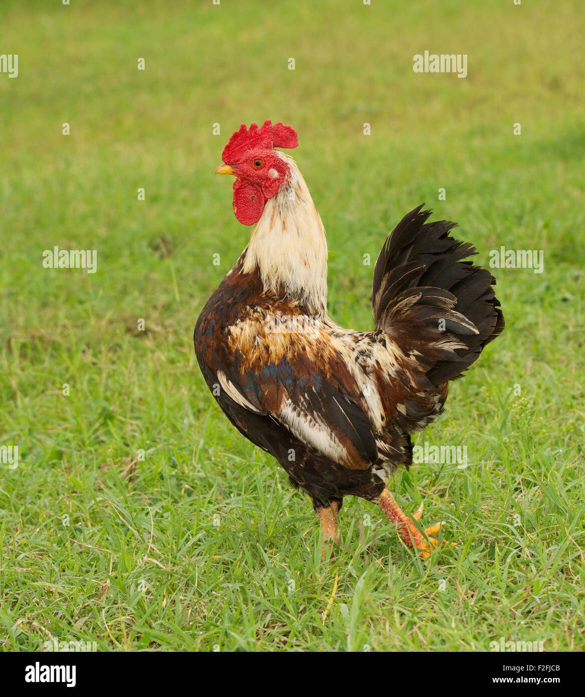 Beautiful colorful bantam rooster against summer green background Stock ...