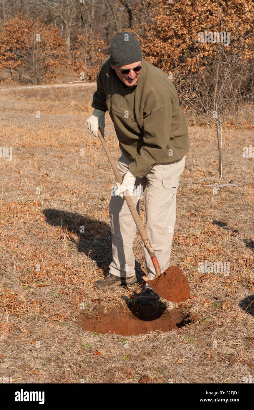 Man digging a hole in the ground to plant a fruit tree in early spring ...