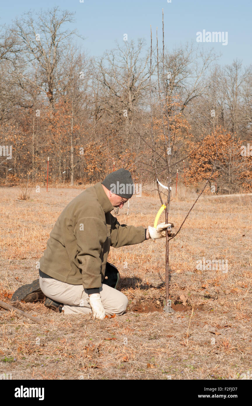 Man planting a tree in early spring Stock Photo - Alamy