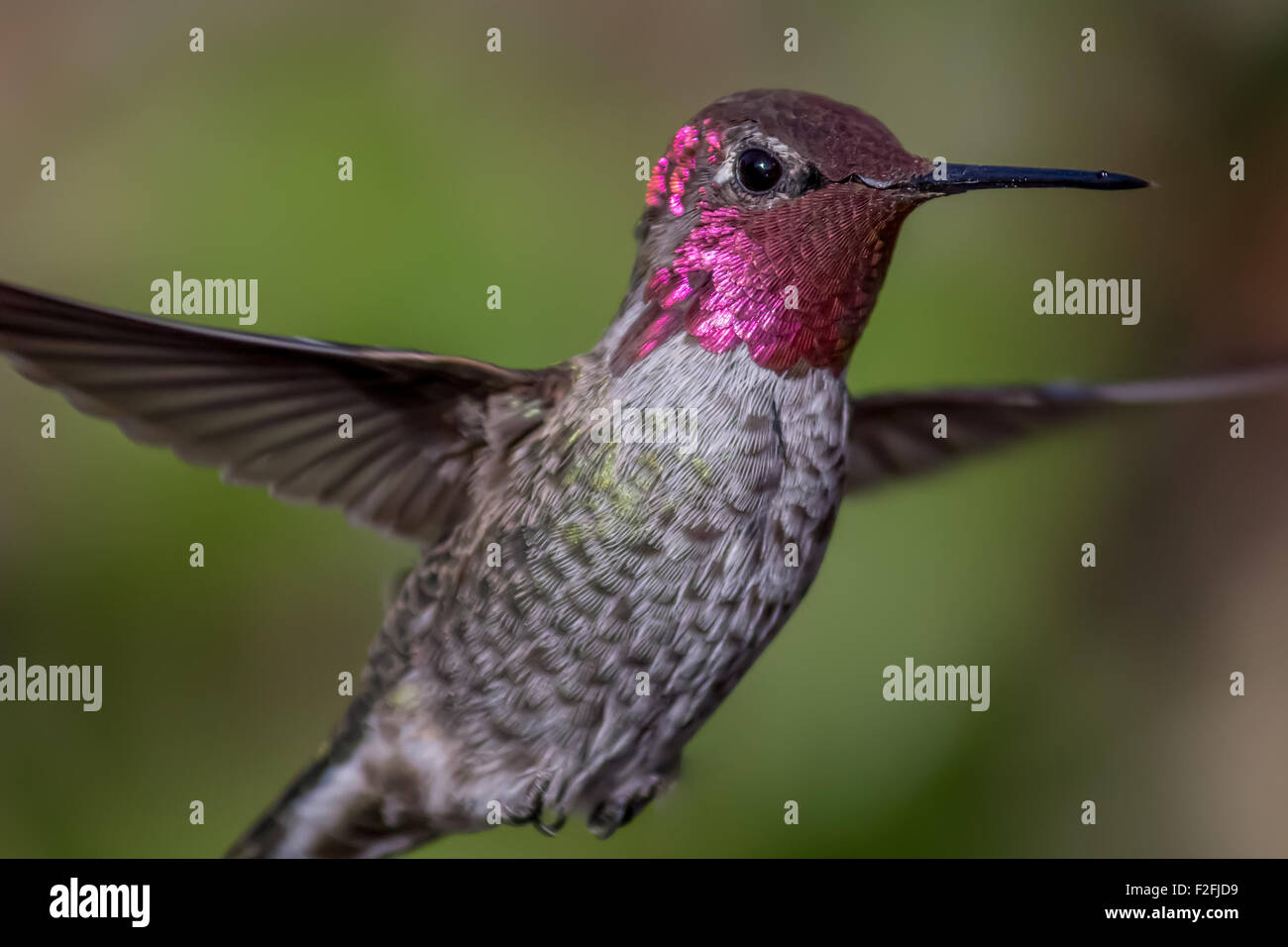 Hummingbird in Flight Stock Photo - Alamy