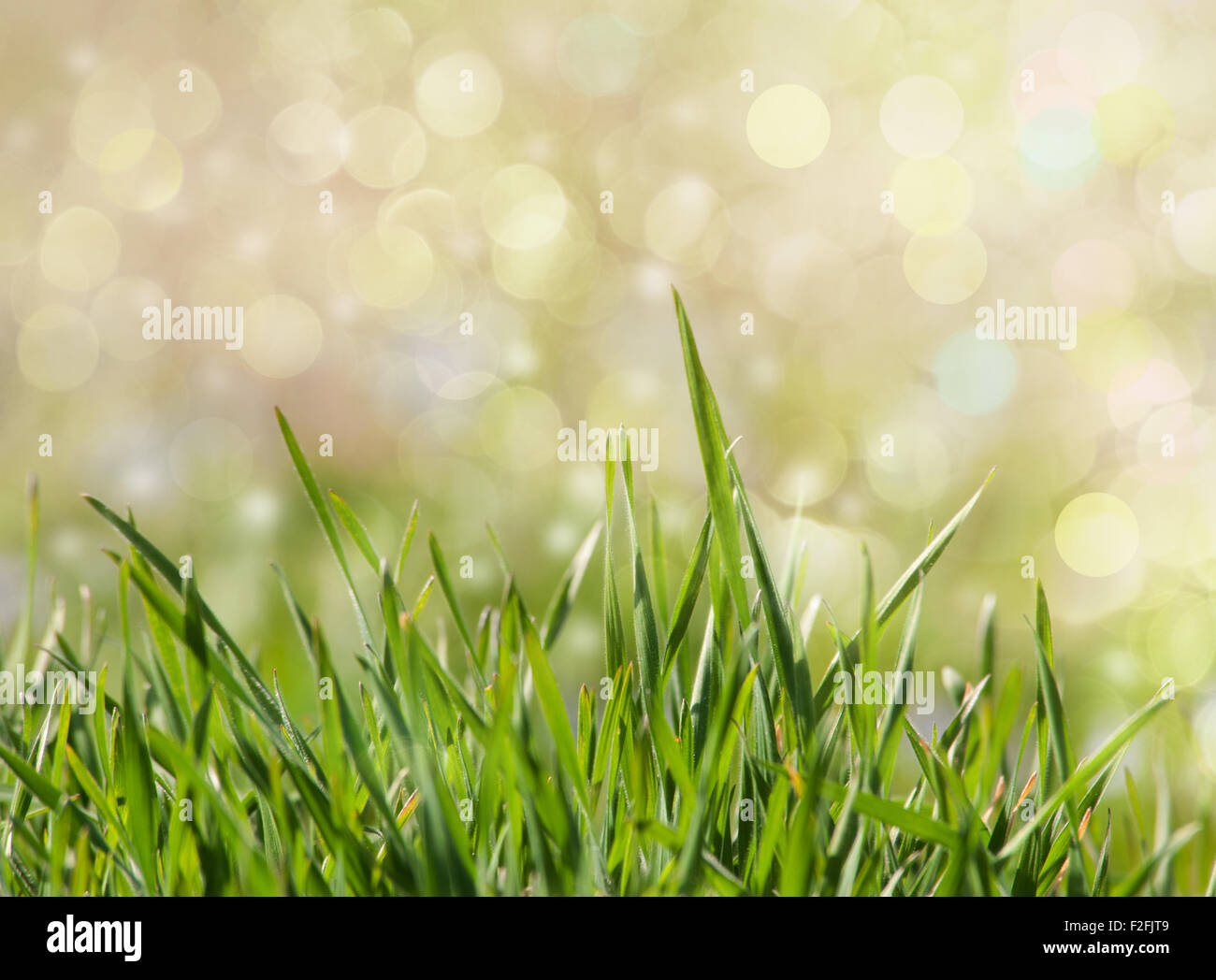 Green grass background hi-res stock photography and images - Alamy