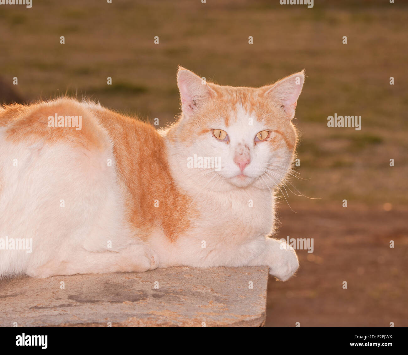 Orange Tabby Tomcat High Resolution Stock Photography and Images - Alamy