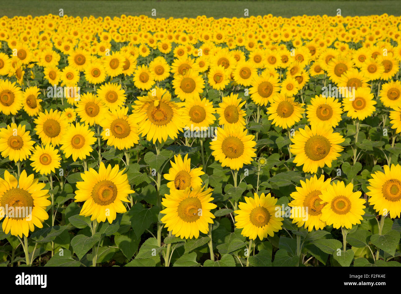 Sunflowers (Helianthus sp.) in a field Stock Photo - Alamy