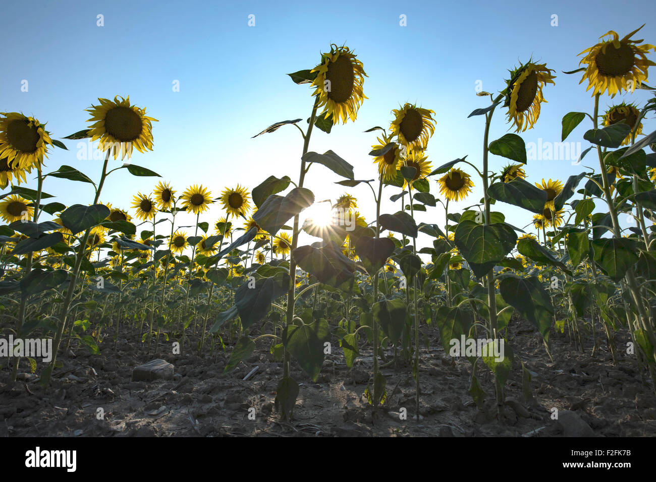 Sunflowers backlit by the hot summer sun, dry soil with sunflares Stock ...