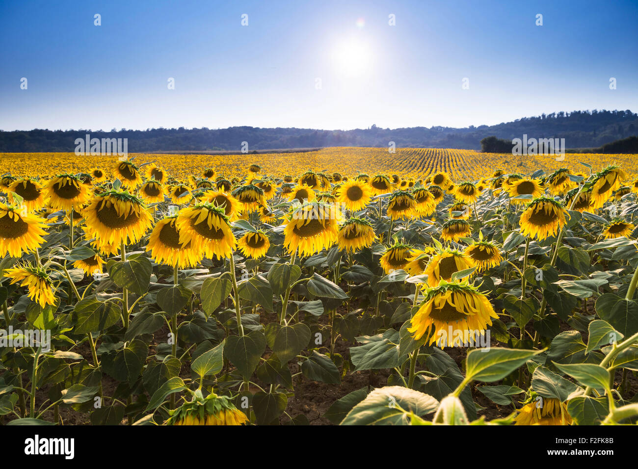 a big field with sunflowers in bloom. sun shining in the sky Stock ...