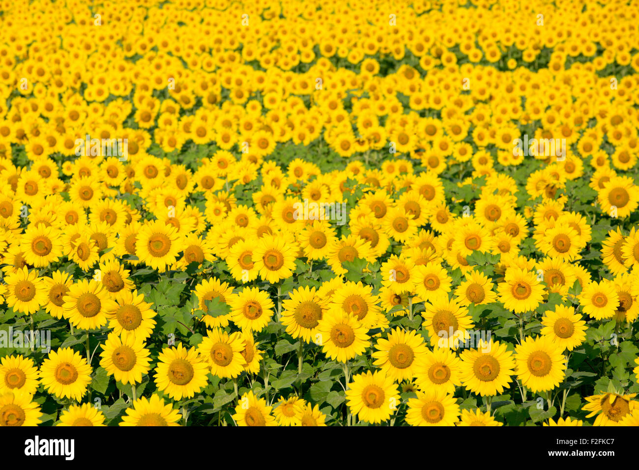 Helianthus helianthus sp hi-res stock photography and images - Alamy