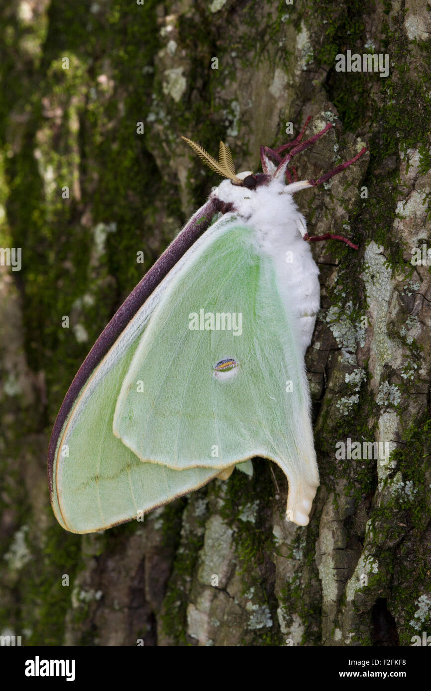 Luna moth hi-res stock photography and images - Alamy