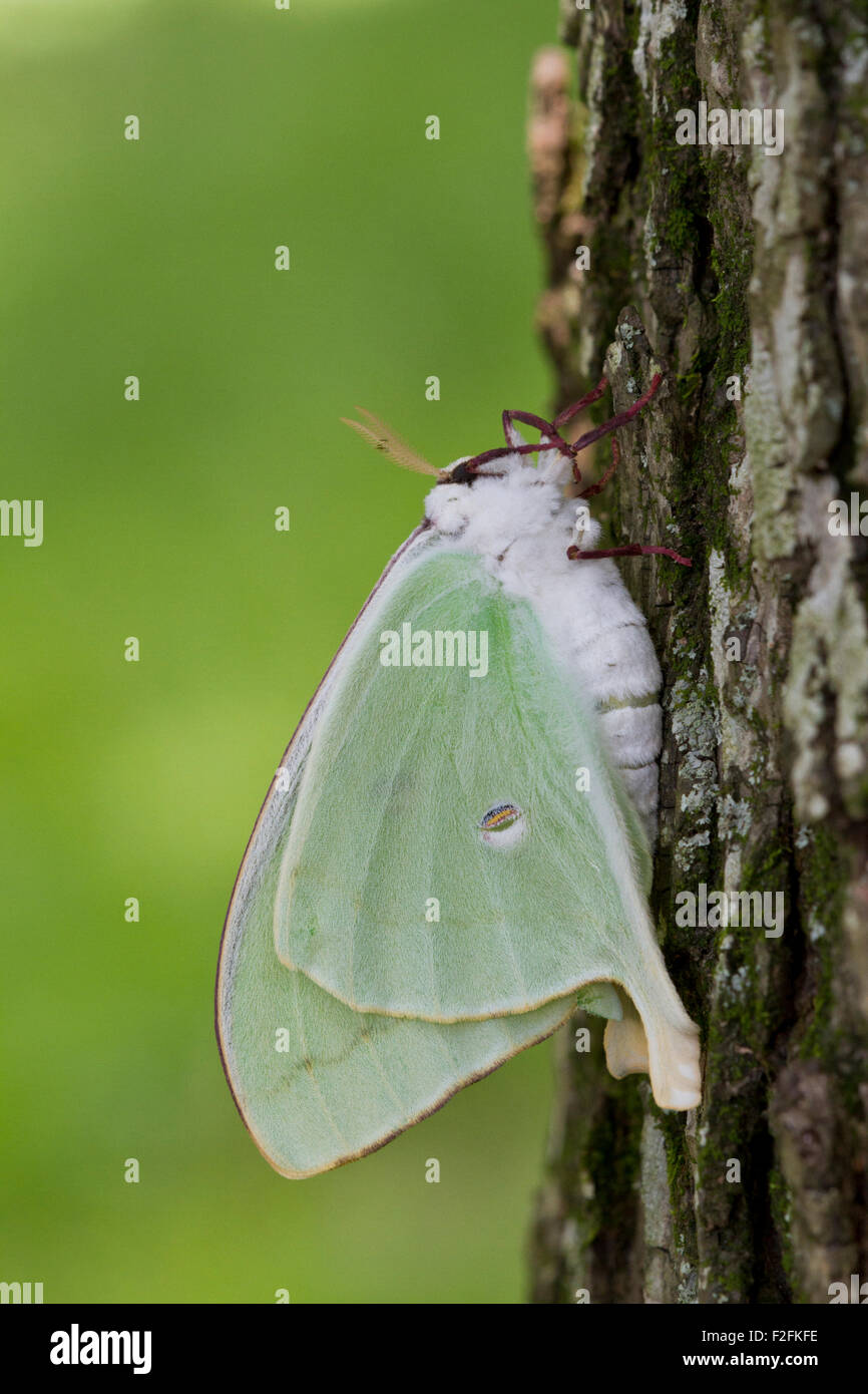 Actias luna hi-res stock photography and images - Alamy
