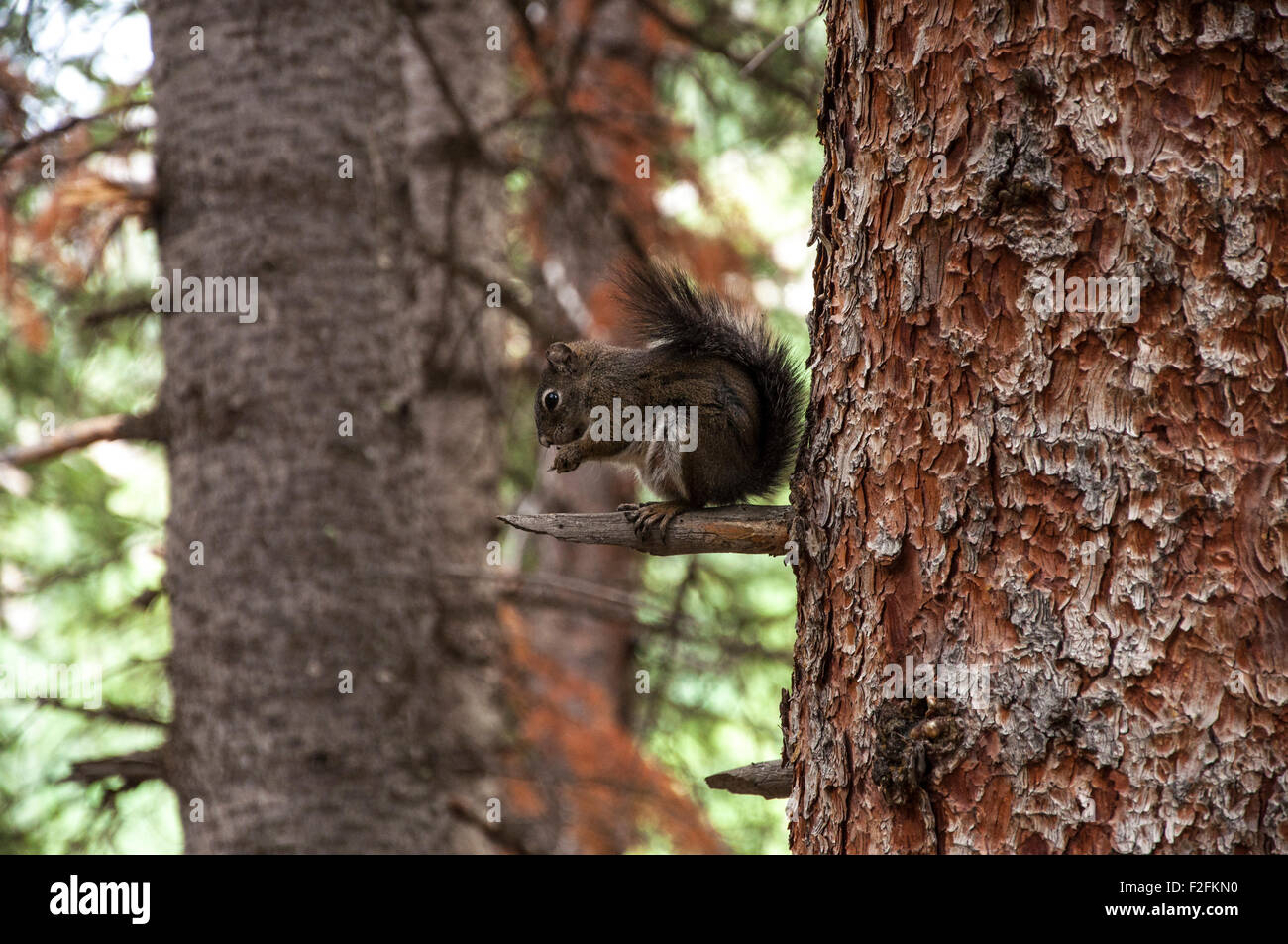 Chickaree squirrel hi-res stock photography and images - Alamy