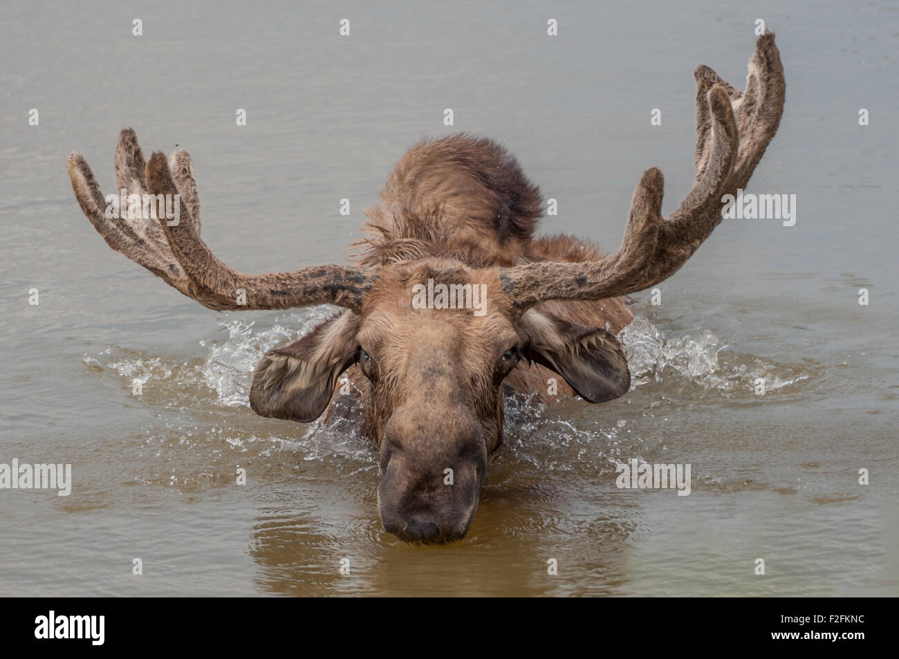 Moose swimming hi-res stock photography and images - Alamy
