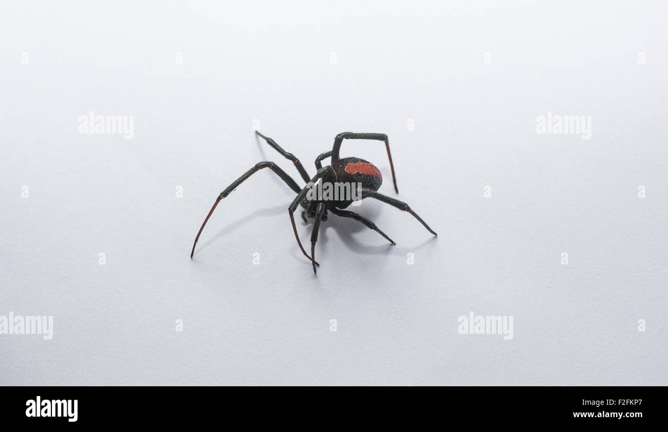 Redback Spider, Australia Stock Photo - Alamy