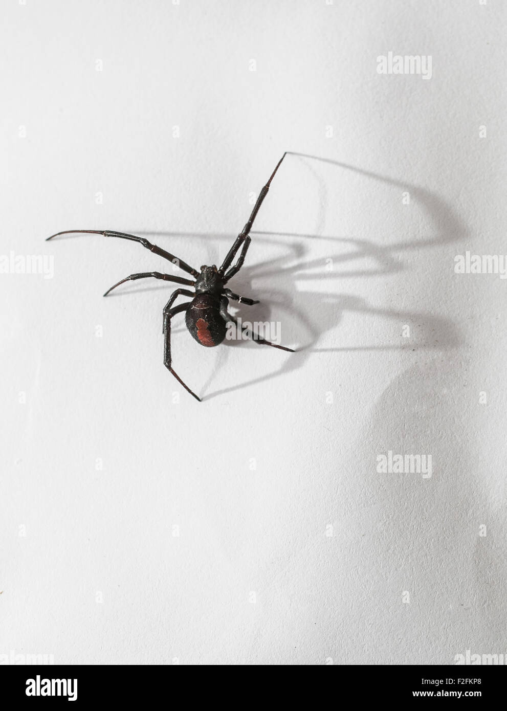 Australian spiders hi-res stock photography and images - Alamy