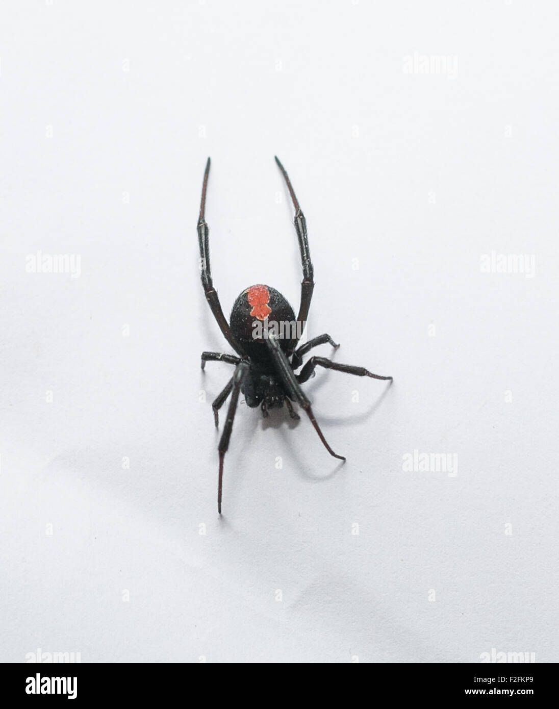 Australian redback spider hi-res stock photography and images - Alamy