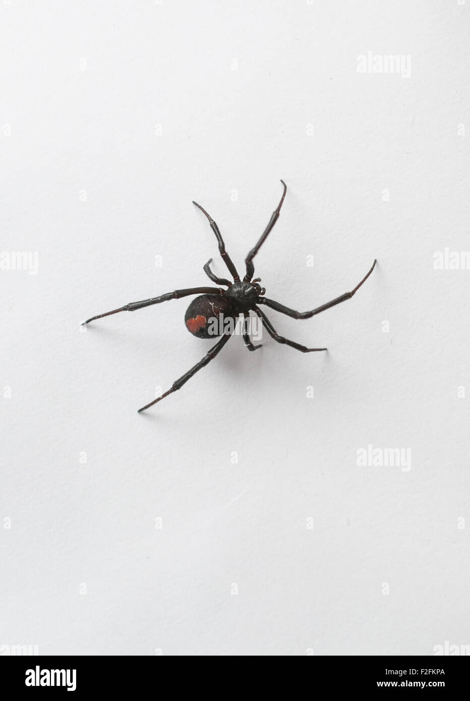 Australian redback spider hi-res stock photography and images - Alamy