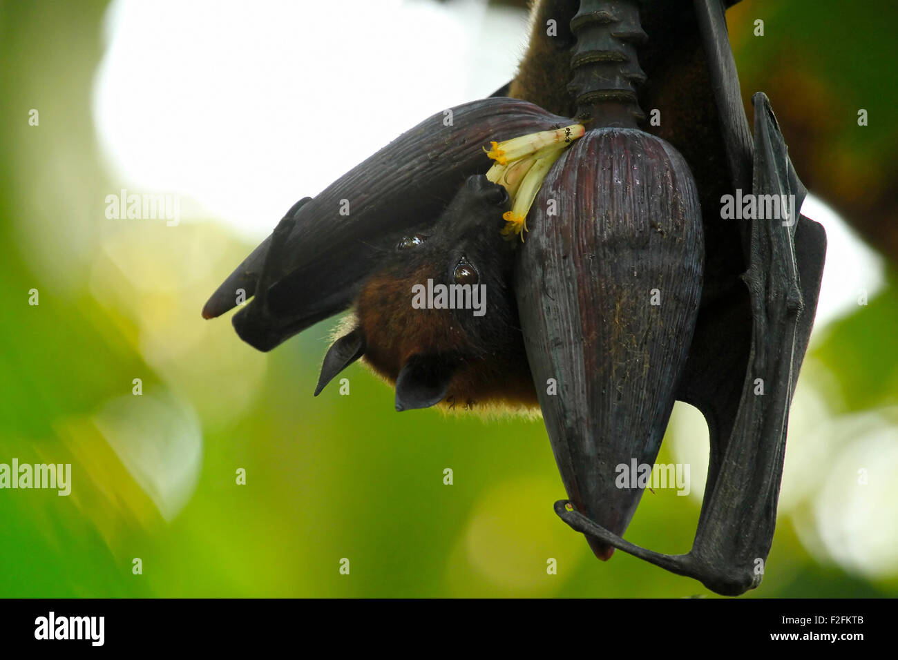 Bat drinking honey from banana flower Stock Photo - Alamy