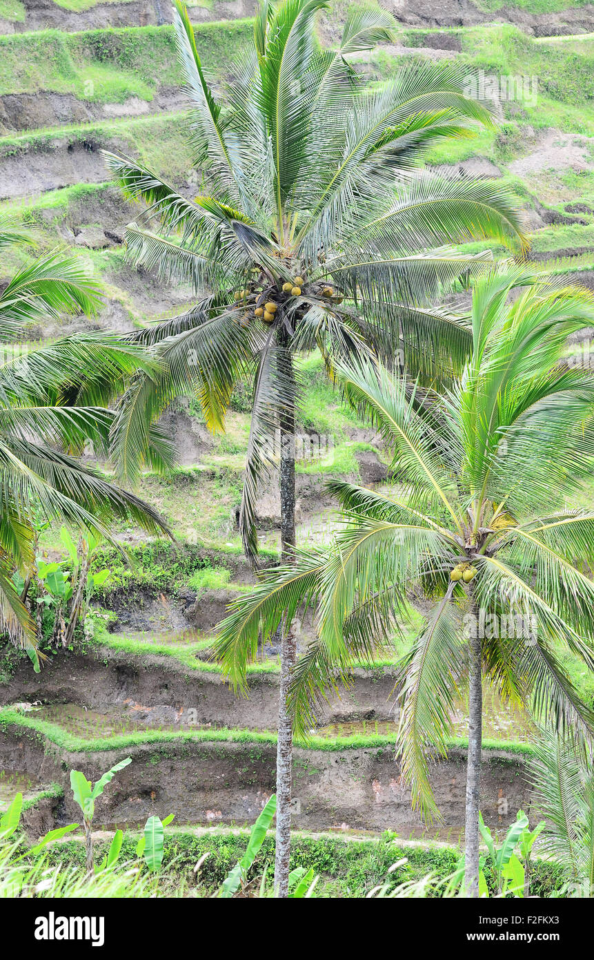 Coconut tree field hi-res stock photography and images - Alamy