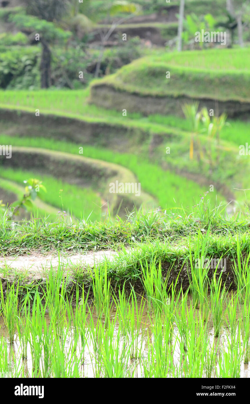 Padi field hi-res stock photography and images - Alamy